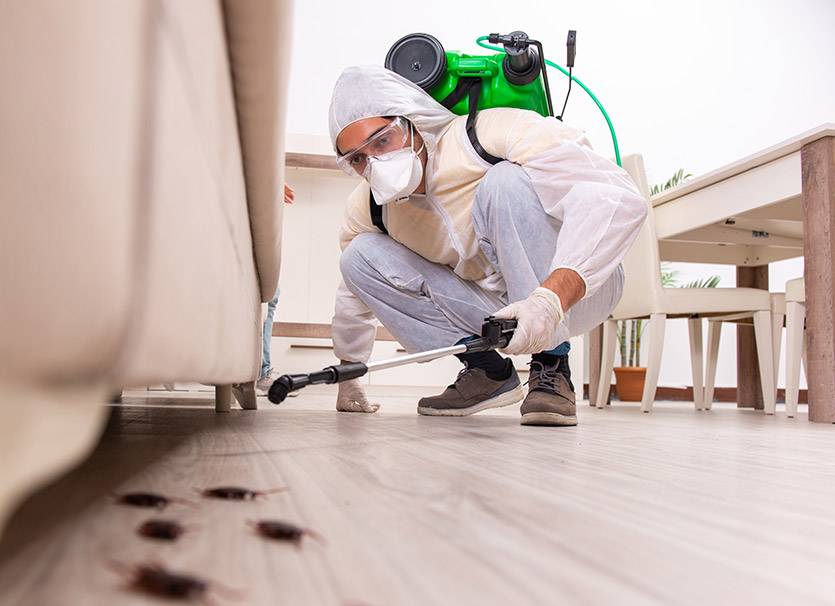 Contact Us - Hornet Pest Control In Delhi